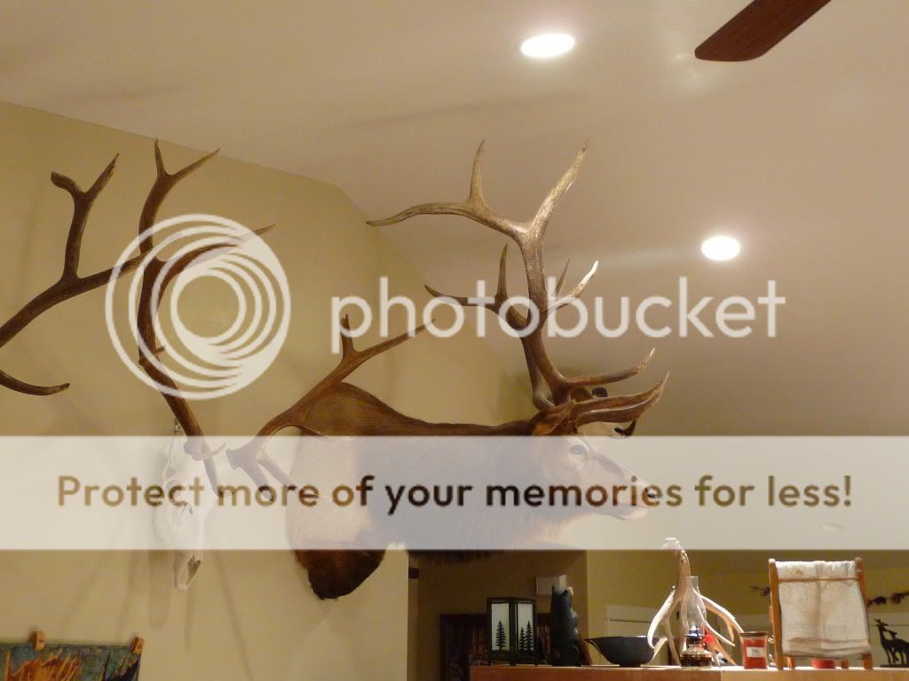Show me your elk mount - 24hourcampfire