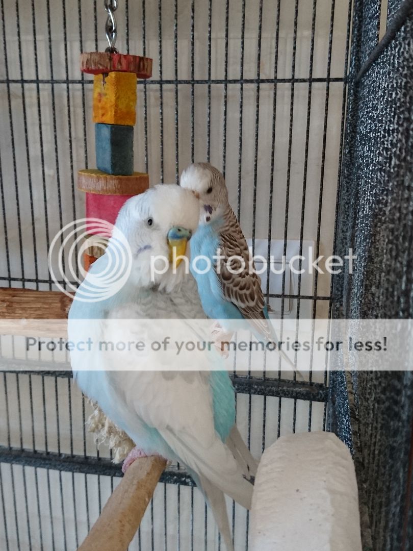 Periquitos australianos - Cambio del color del cereo (macho ...