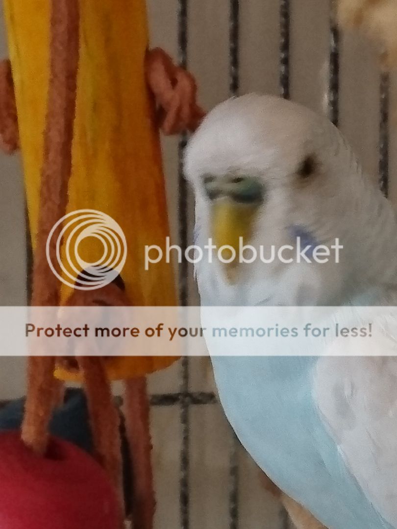 Periquitos australianos - Cambio del color del cereo (macho ...