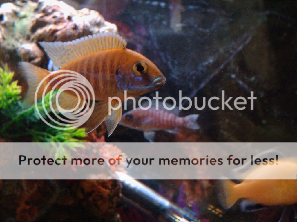 How to tell the diff. (pics) | Cichlid Fish Forum