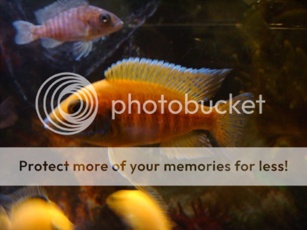 How to tell the diff. (pics) | Cichlid Fish Forum