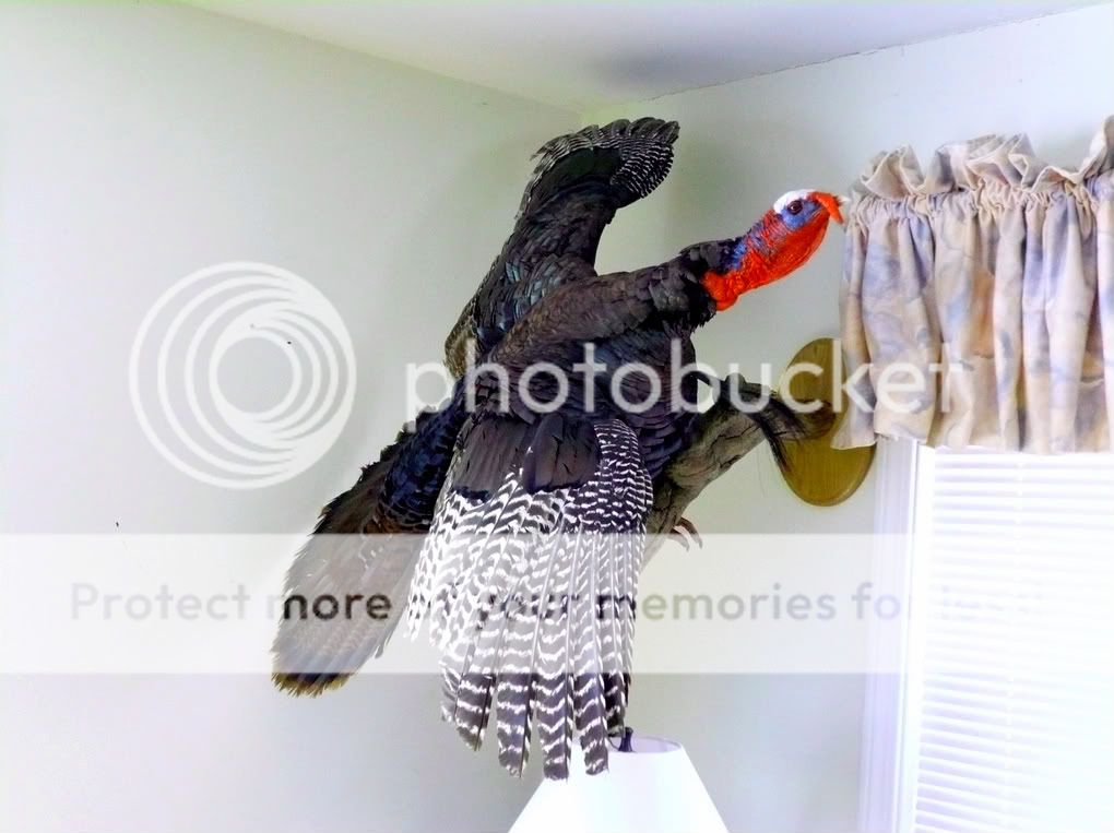 Turkeys back! | Archery Talk Forum